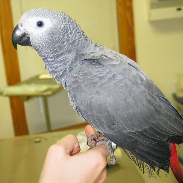 EINSTEIN-AFRICAN GREY PARROTS - All Parrots Fertile Eggs