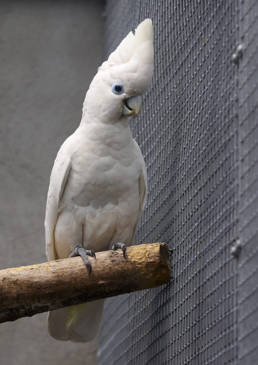 Ducorp Cockatoos Parrots Online For Sale - All Parrots Fertile Eggs