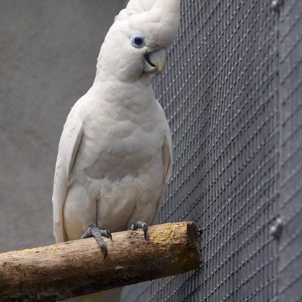 COCKATOOS - All Parrots Fertile Eggs