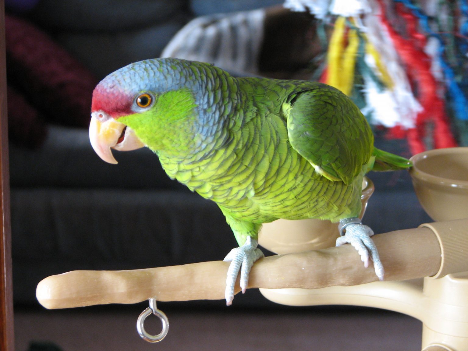Lilac Crowned Amazons Parrots Online - All Parrots Fertile Eggs