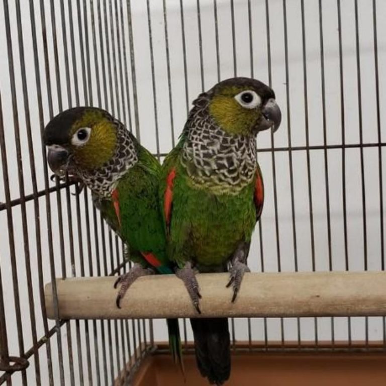 Black Cap Conures Parrots Online - All Parrots Fertile Eggs