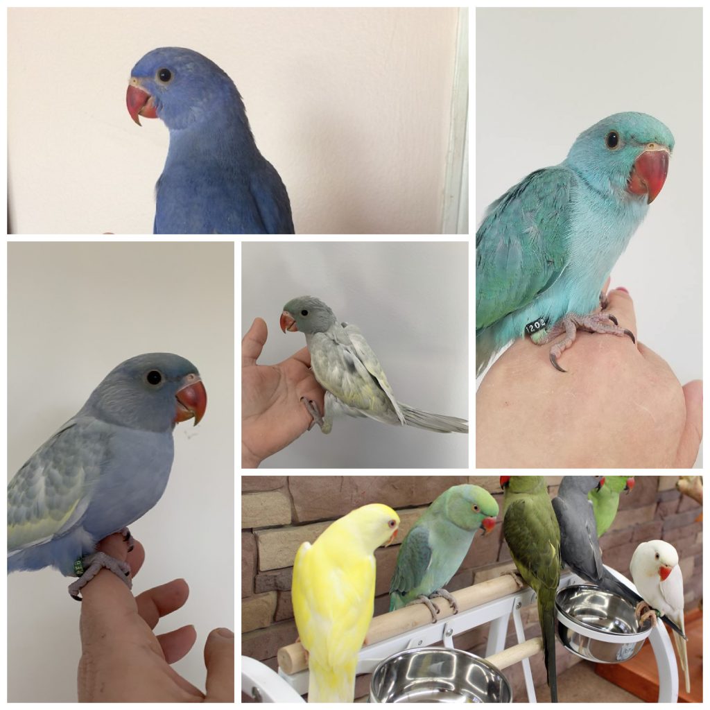 Indian Ringneck Parakeet Parrots - All Parrots Fertile Eggs